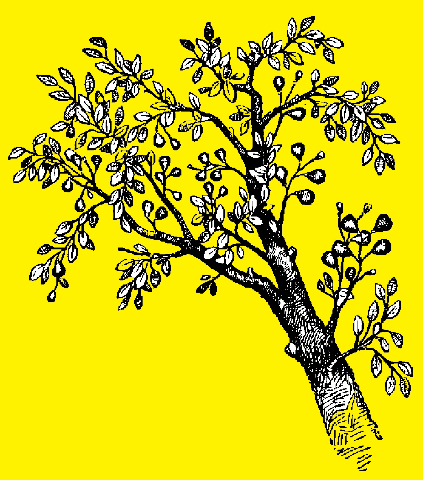 Lessons From The Sycamore Tree | The Heaton File