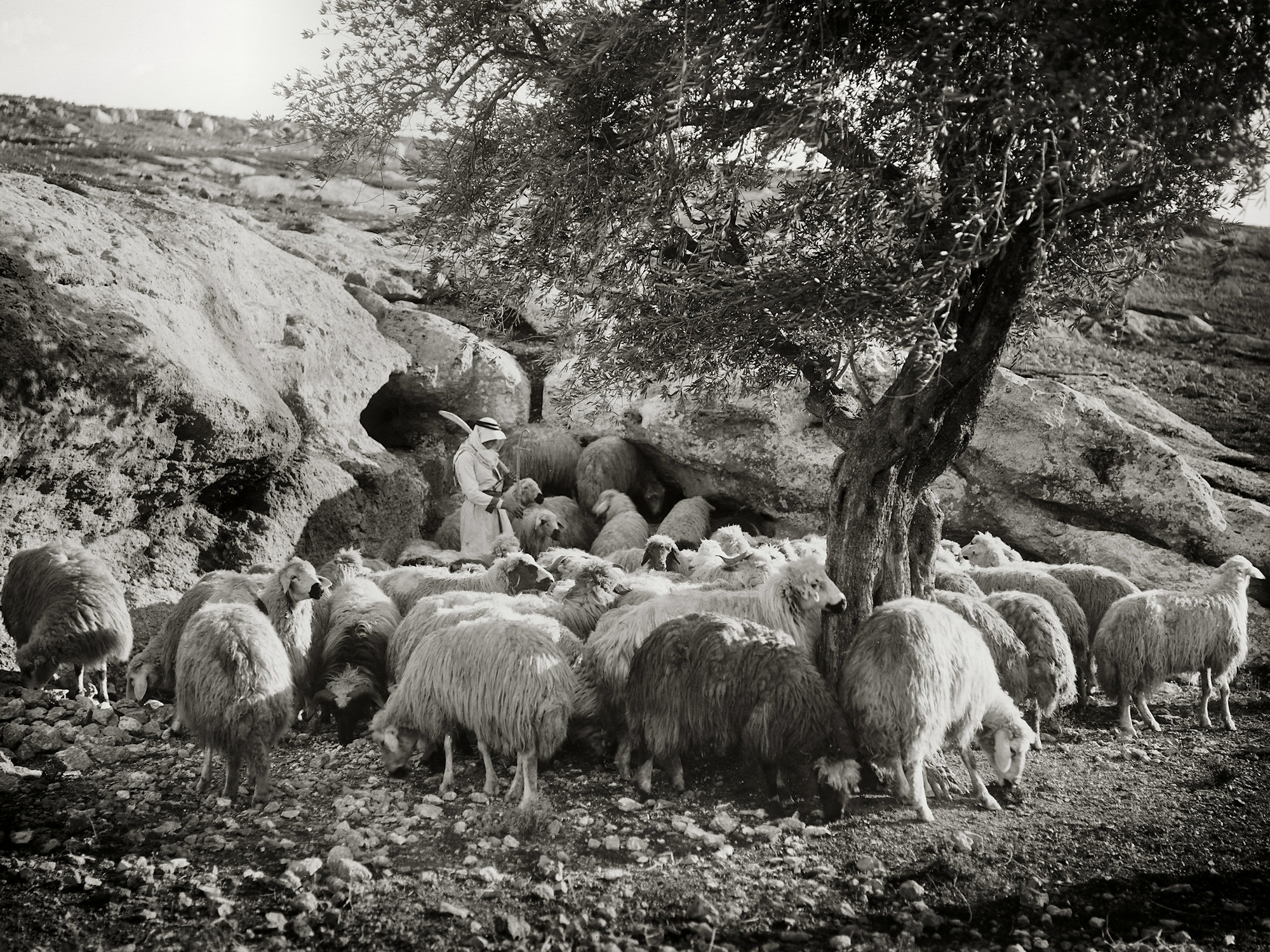 There Is One Shepherd | The Heaton File