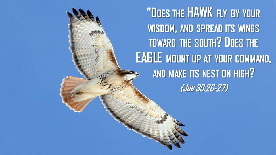 The Birds Of God | The Heaton File