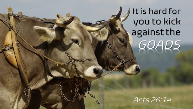 Kicking Against The Goads | The Heaton File